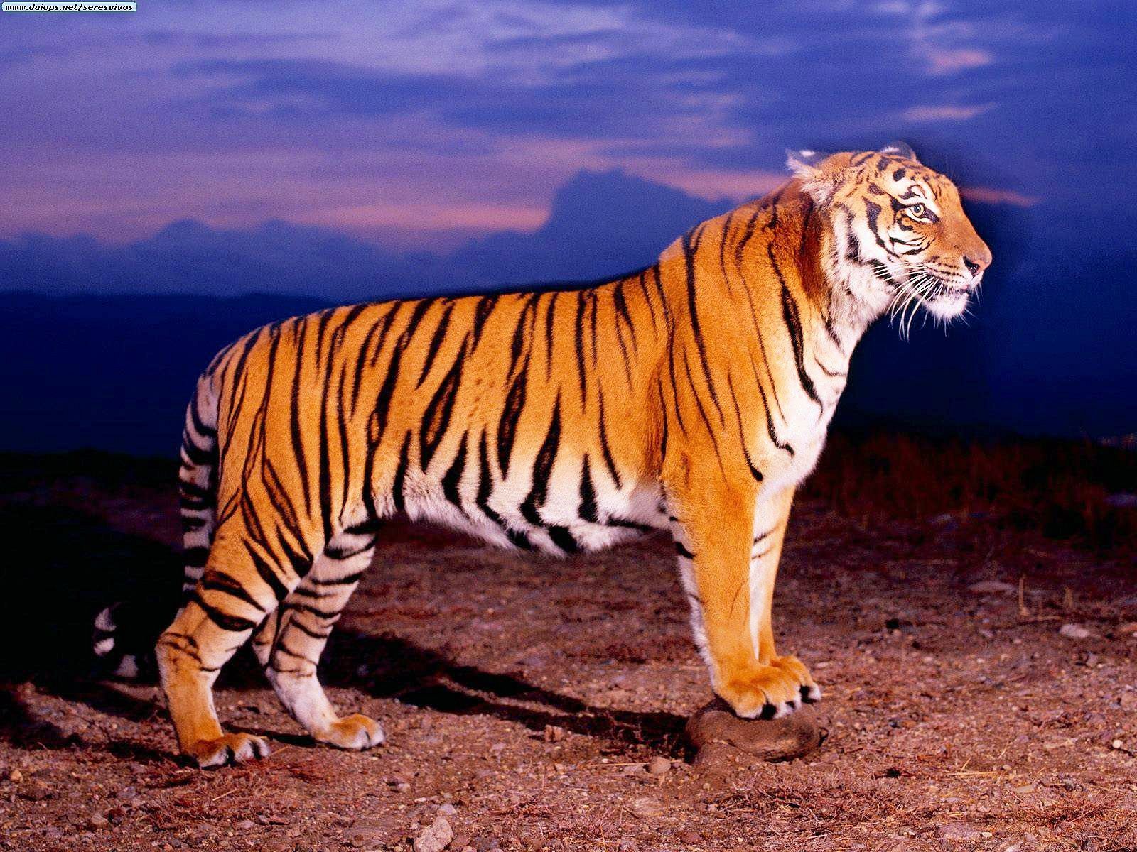 Tigre